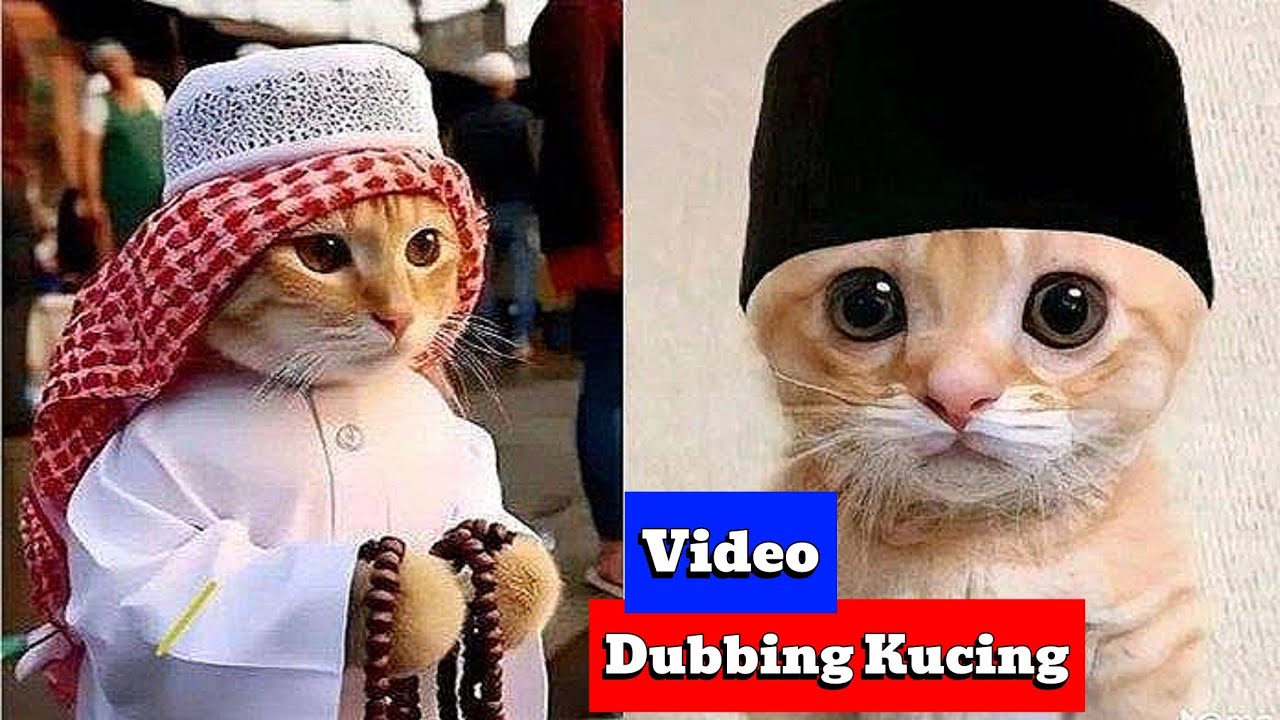 Viral! Kumpulan video kucing lucu bikin ketawa ngakak part 2 - YouTube