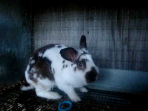 Starlight Rabbitry Tour - YouTube