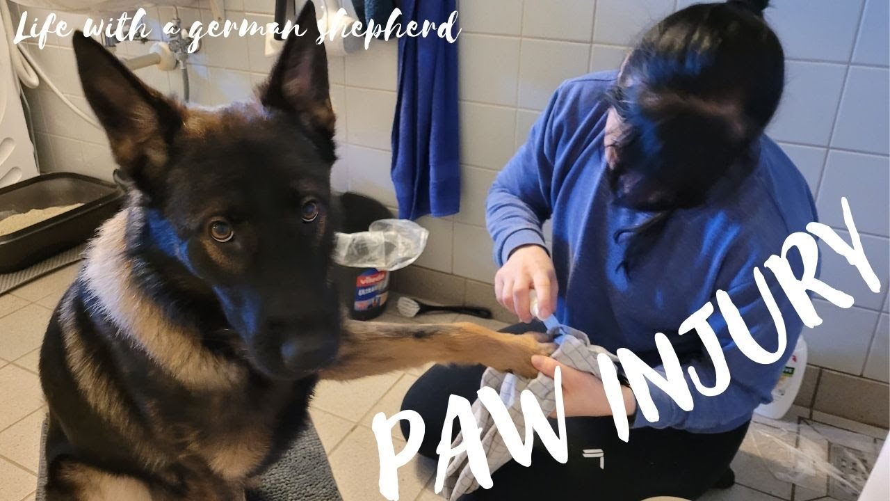 Treating and cleaning my dog's paw injury - bring treats! - YouTube