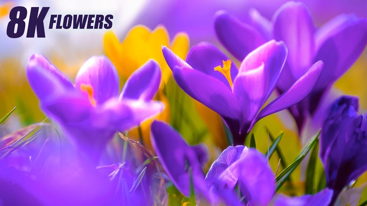 The Most Beautiful Flowers Collection 8K ULTRA HD | Flower blooming ...