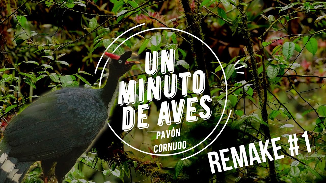 Un Minuto de Aves | Pavón Cornudo (Remake #1) - YouTube