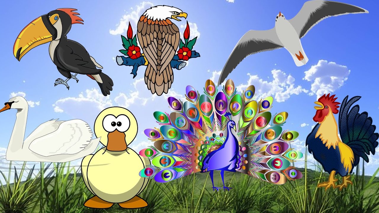 Animal (poultry/bird) sounds: duck, cardinal, goose, hen, rooster ...