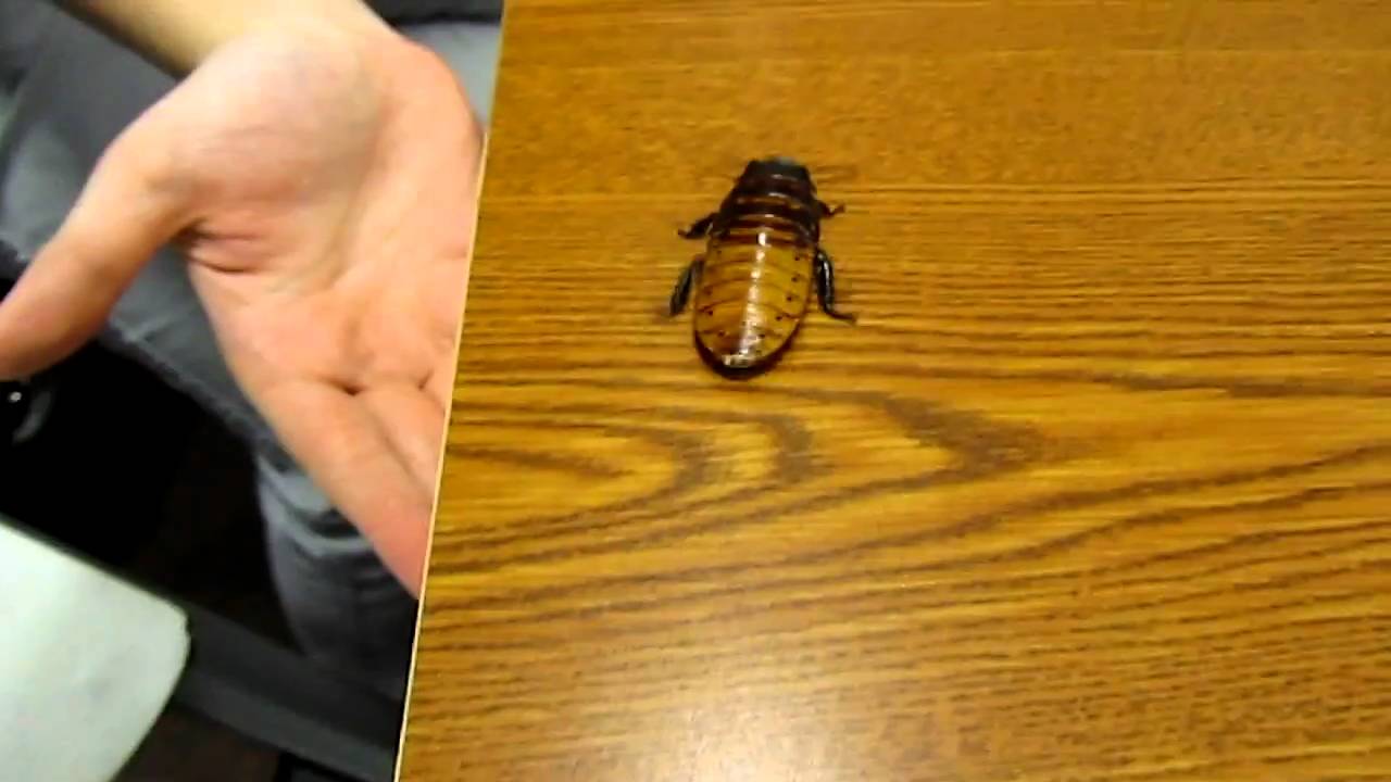 WVA Clay Center Hissing Cockroach (50Give) - YouTube
