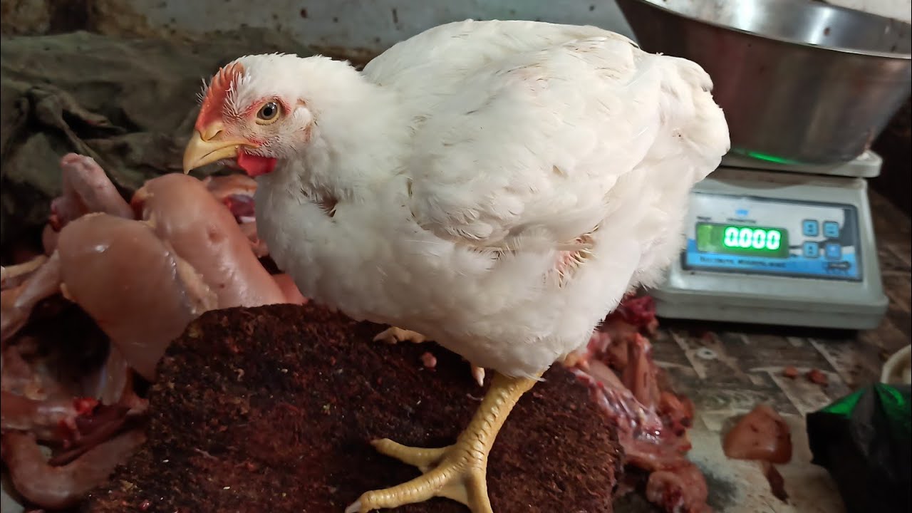 Super Fast Speed Chicken || Cutting Fast Murga Cutting || # ...