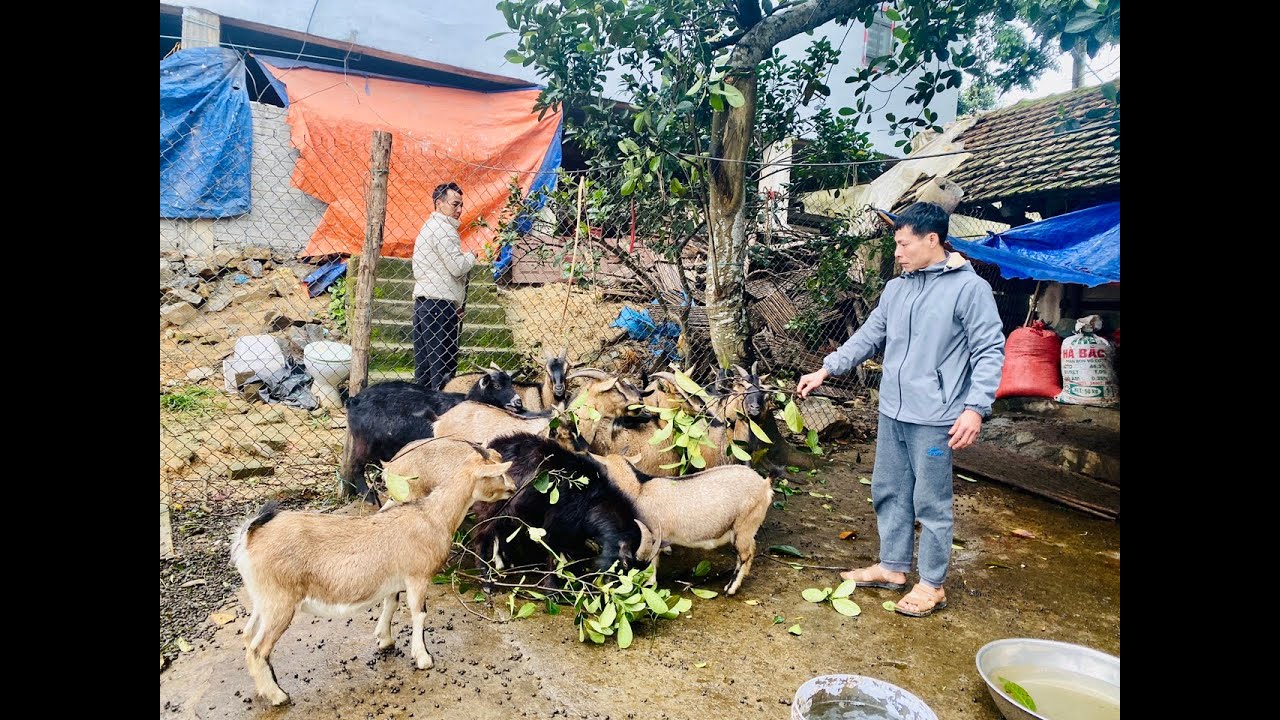 Please come and see the goat farming model with me - YouTube