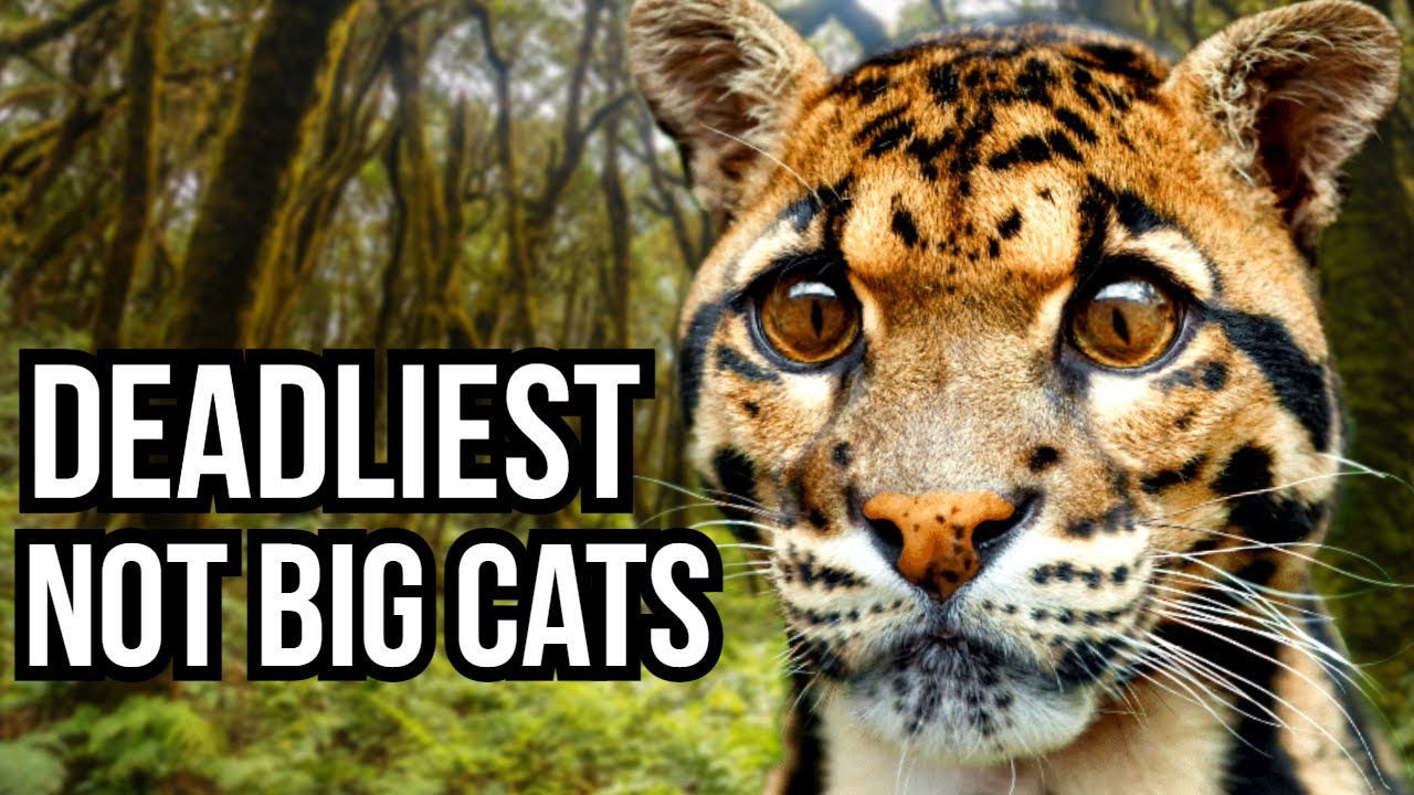 Ranking The 5 Deadliest Not Big Cats From Least Deadly To Deadliest ...