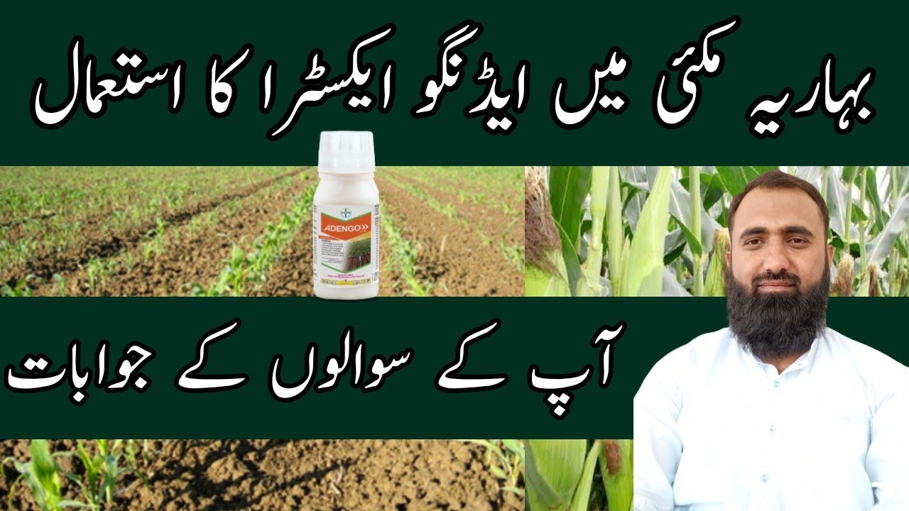 How to use Adengo Xtra herbicide || Post Emergence Weed Control ...
