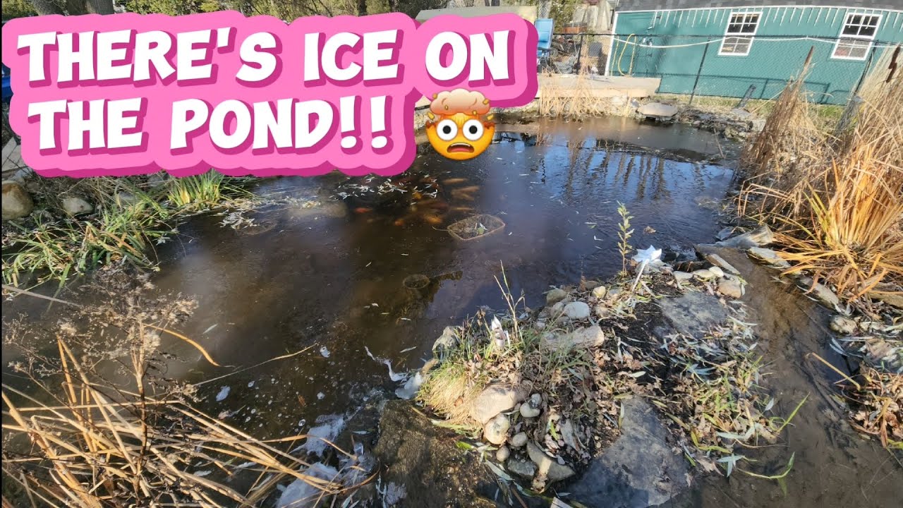 IT'S ICY COLD OUTSIDE!! 🥶 Check it out!! #ponds #fish #aquascape # ...