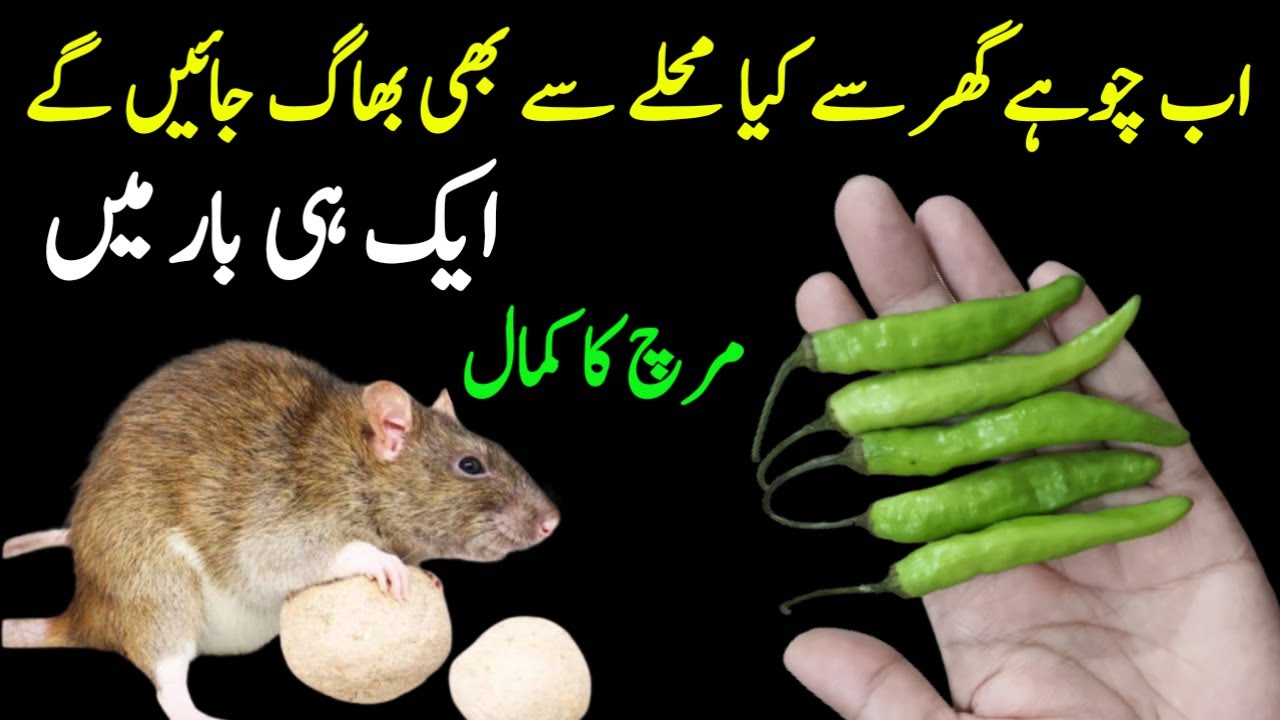 get rid of mouse.Rat Killer Homemade remedy | powerful insects killer ...