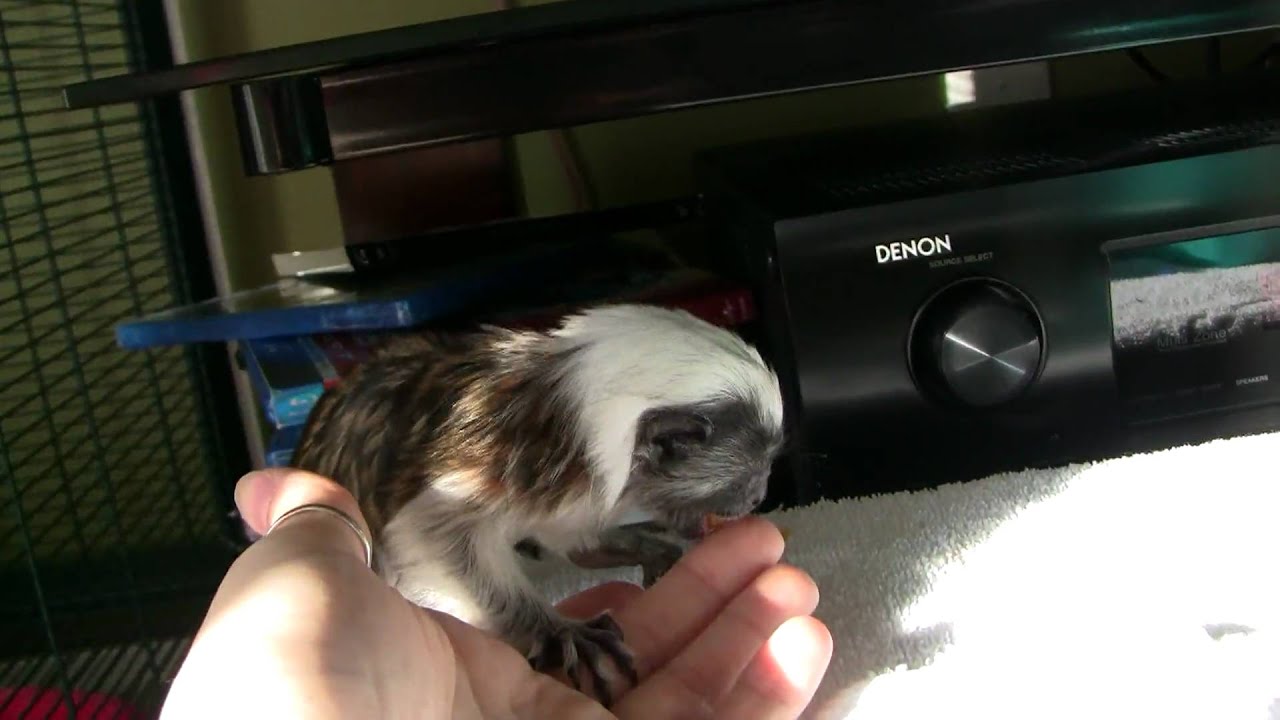 Roxie the Monkey Eating Mac and Cheese (cotton Top Tamarin) - YouTube