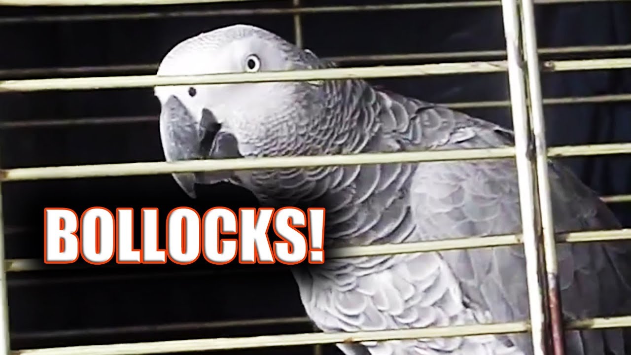 X Rated Ruby Swearing Parrot - Try Not to Laugh - YouTube