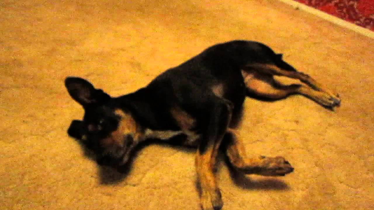 Dog trick - Stick 'em up! BANG! - YouTube