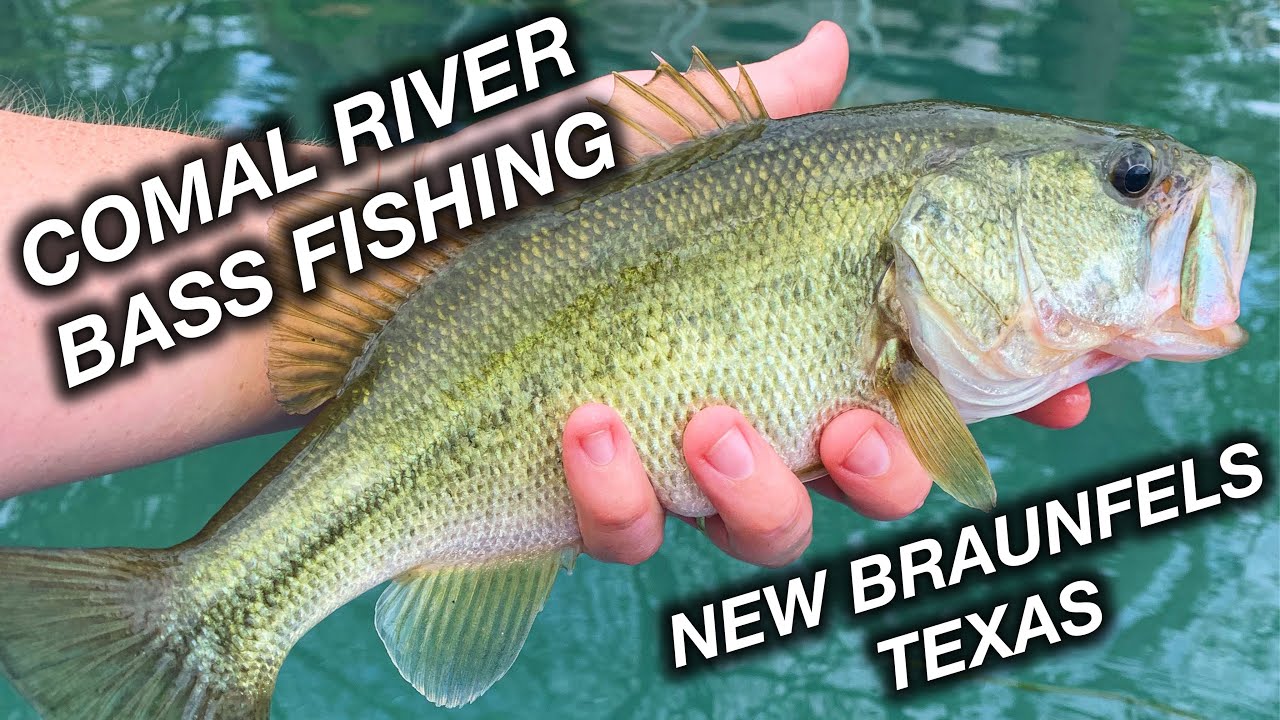 COMAL RIVER BASS FISHING (Fishing at Landa Park and Hinman Island in ...