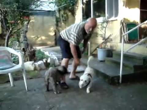 haydut.mp4