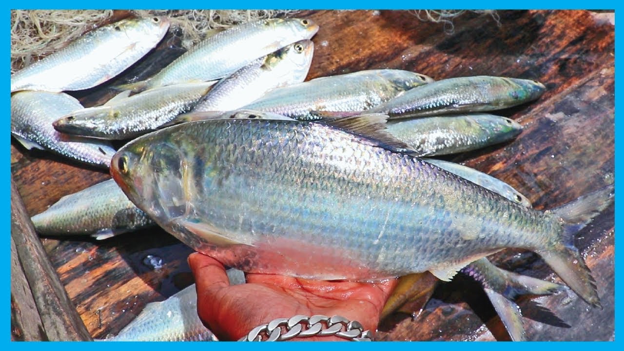 Amazing Fast Hilsa Fishing Skill (PART 62) - Catching Hilsa Fish Big on ...