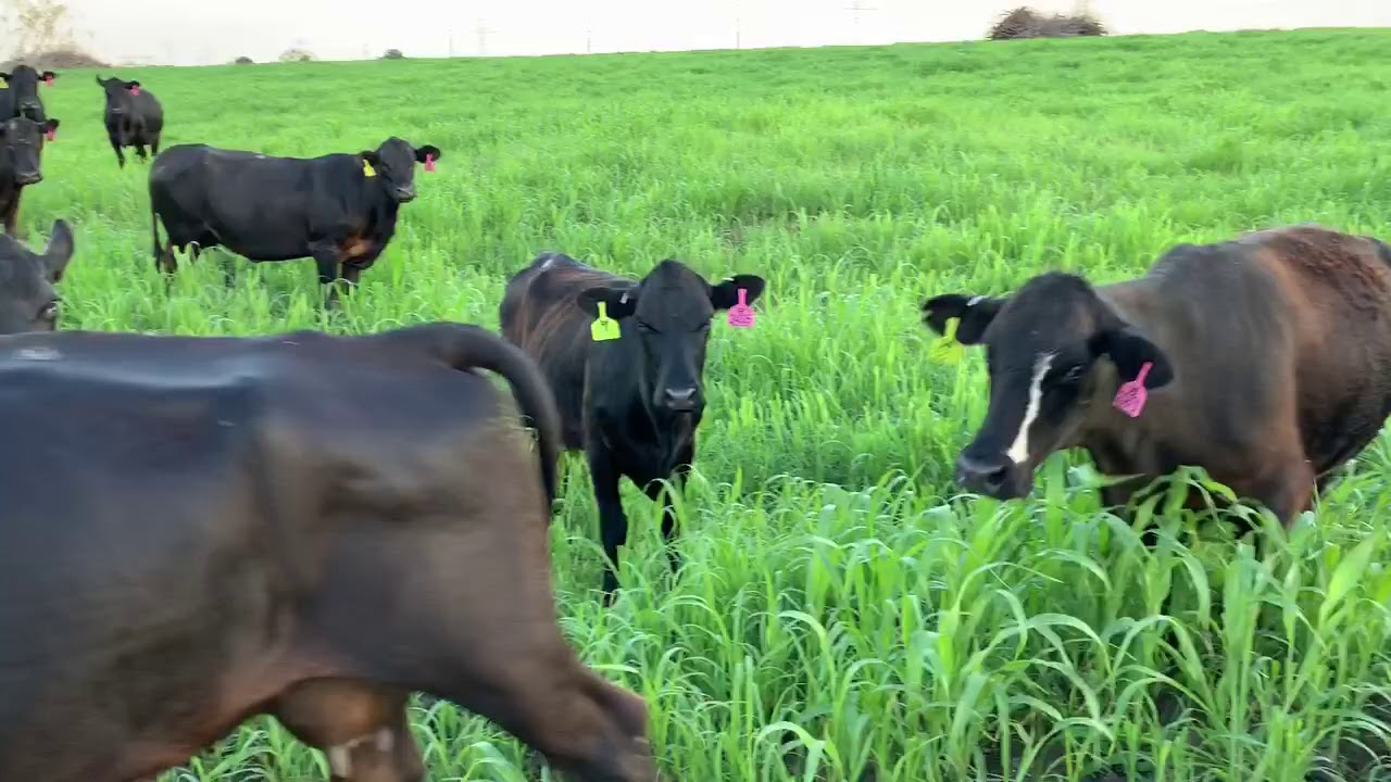 34 Angus, Brangus and Black Motley Face pairs, #0604 | Cattle for sale ...