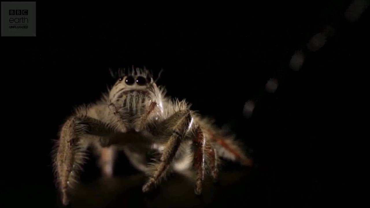 Worlds Biggest Interdimensional Spider In Slow Motion - YouTube