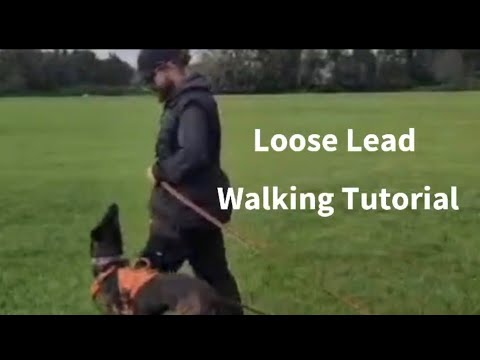 Loose Lead Walking Tutorial - YouTube