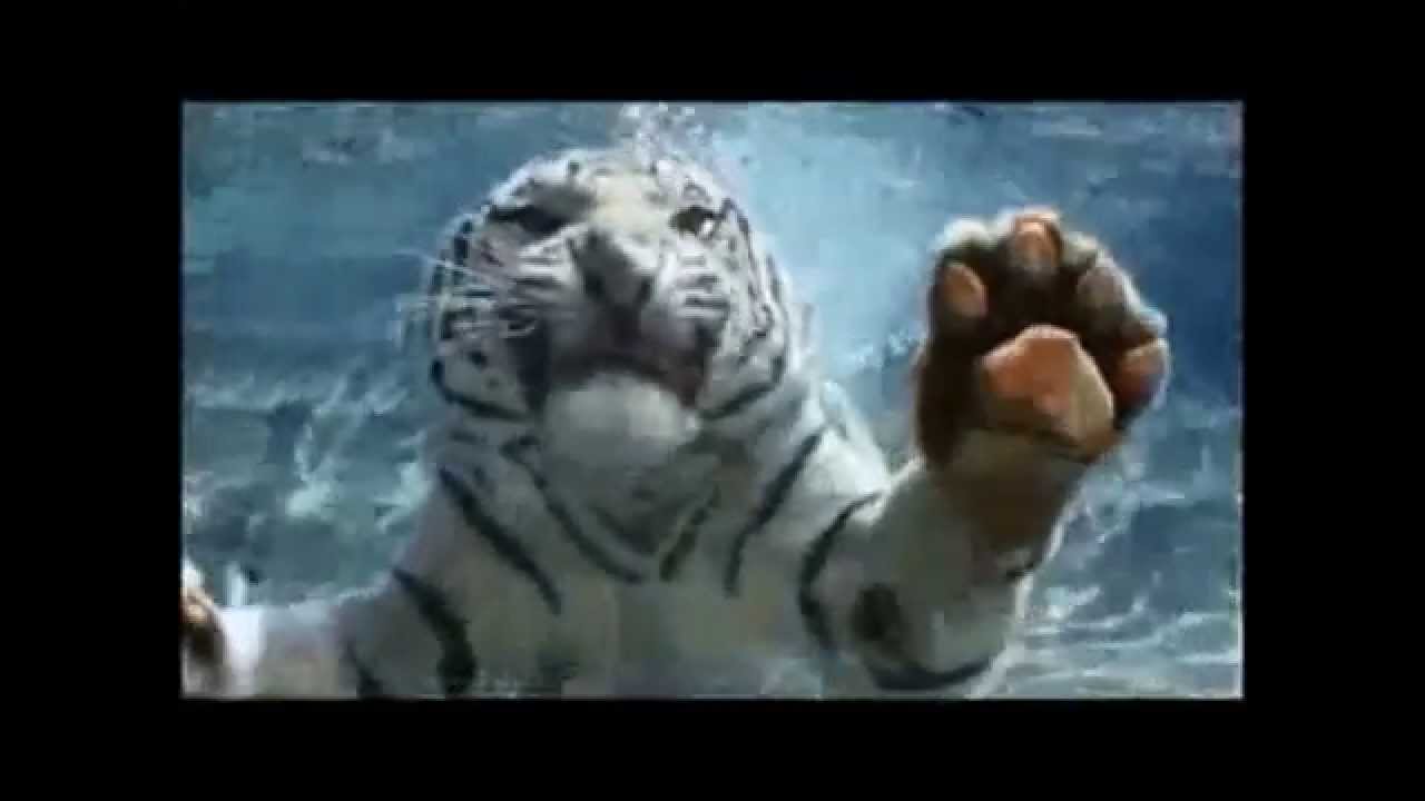 Shark Tank Theme Song Youtube