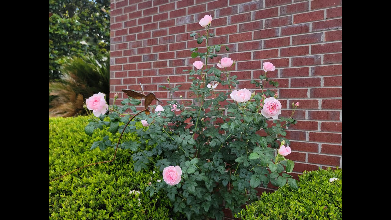 David Austin | Scepter'd Isle tree rose | Spring 2023 | Mobile AL ...