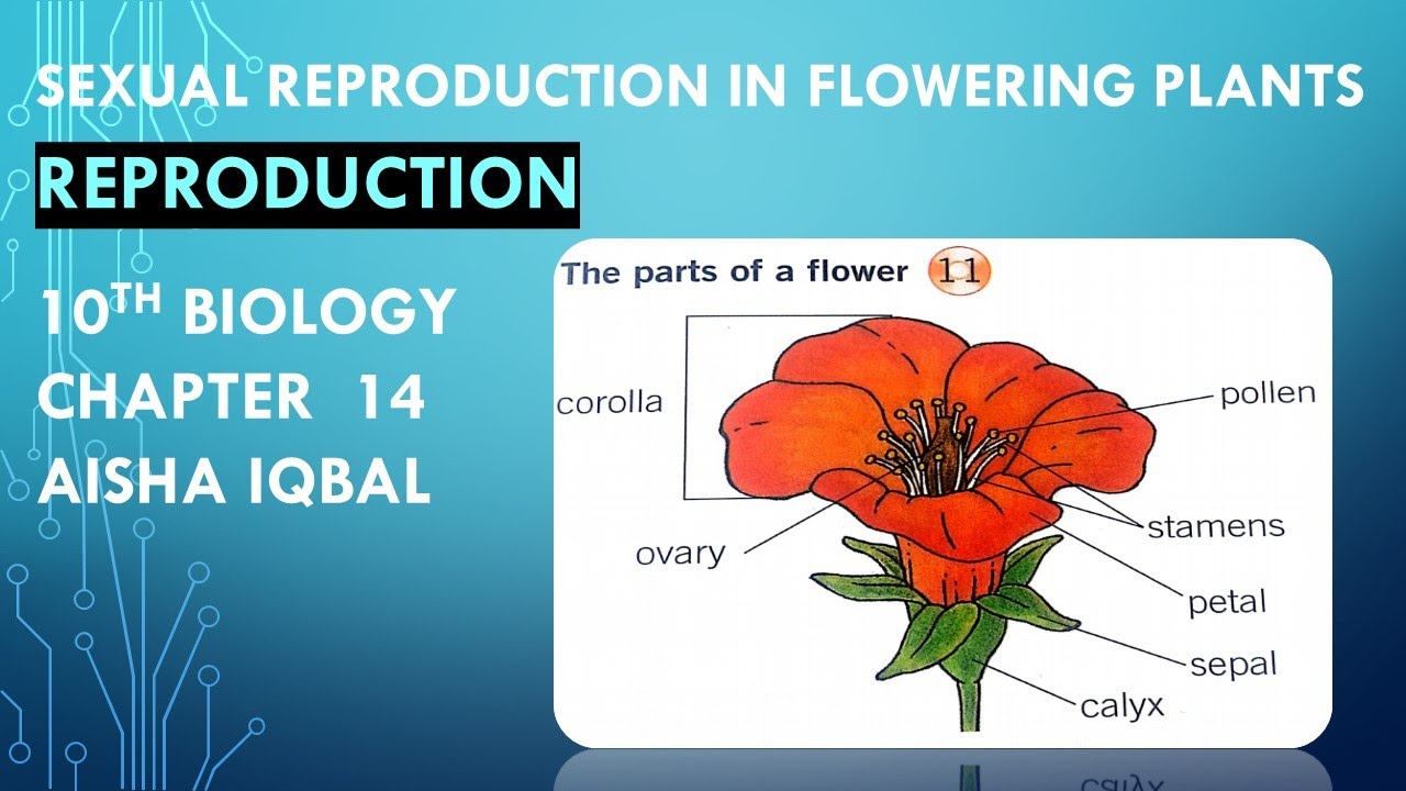 Reproduction Class 10 Part 7 Youtube Bank2home reproduction-class-10-part-7-youtube-bank2home