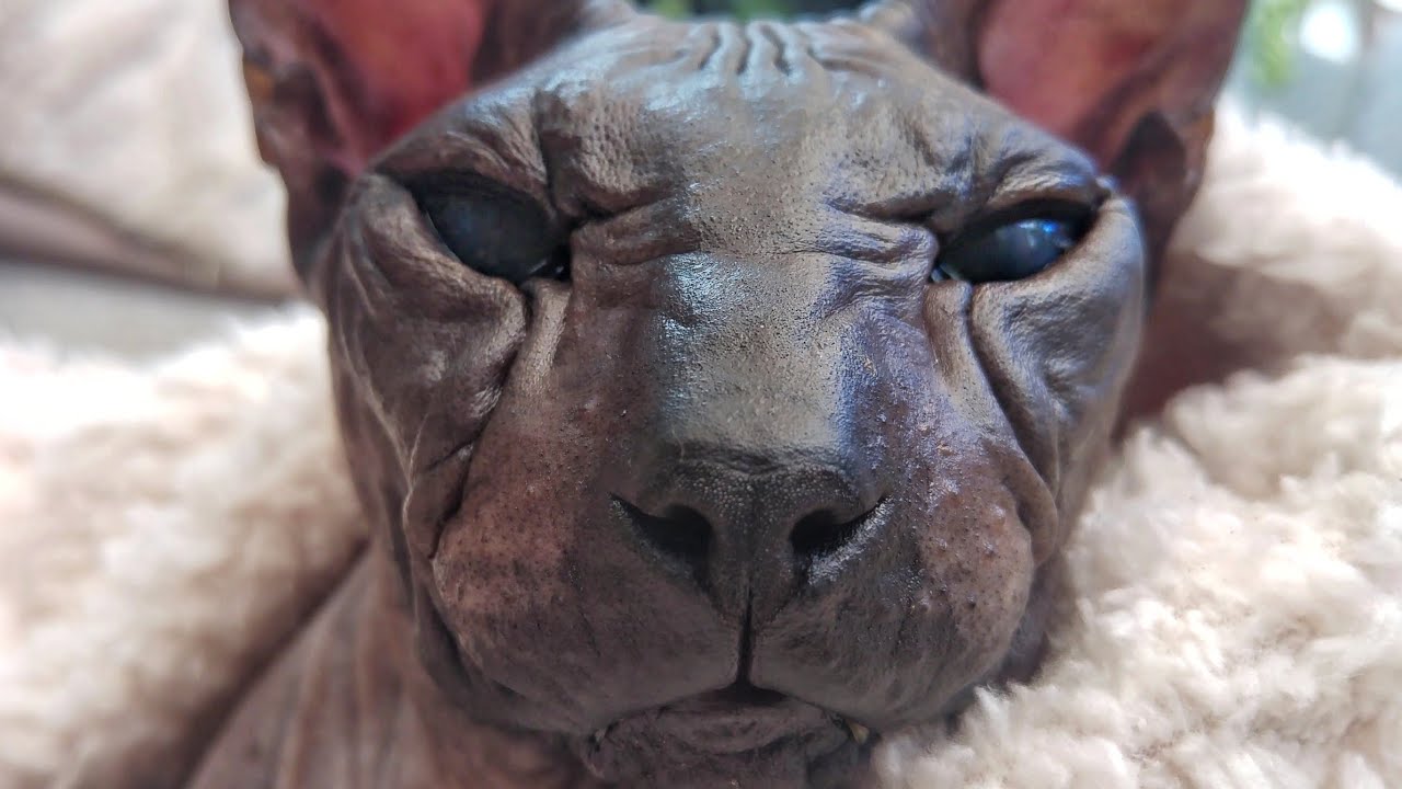 Exotic Black Sphynx Cat – Rare Feline Wonder 🖤 - YouTube