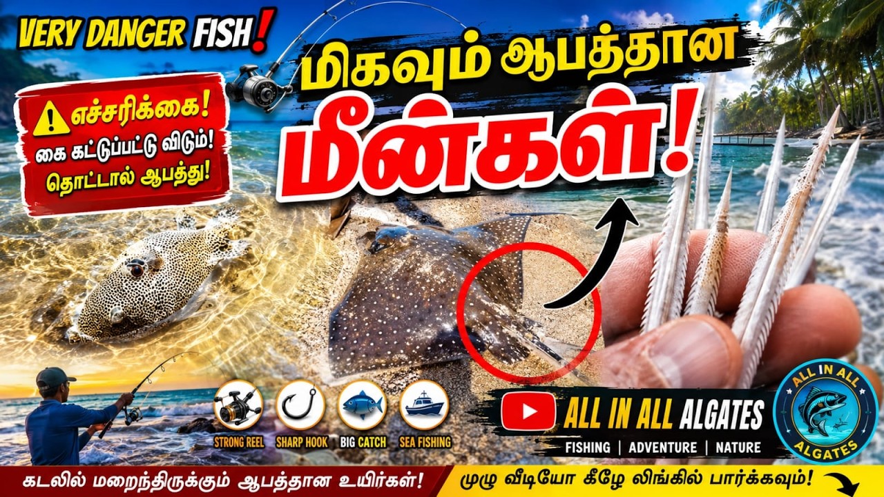 Most danger fish The Stinger on This Sting Ray Can Easily Kill You # ...