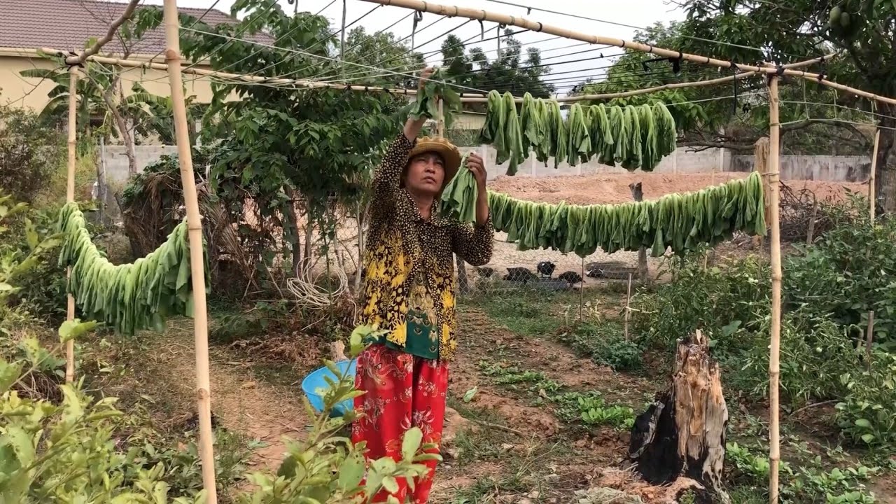 harvest it to make pickles | Village lifestyle - YouTube