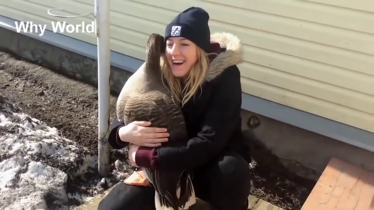 Animals Hugging People Animals Hugging Humans Compilation New 2018 HD ...