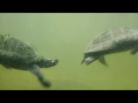 Associational Film - YouTube