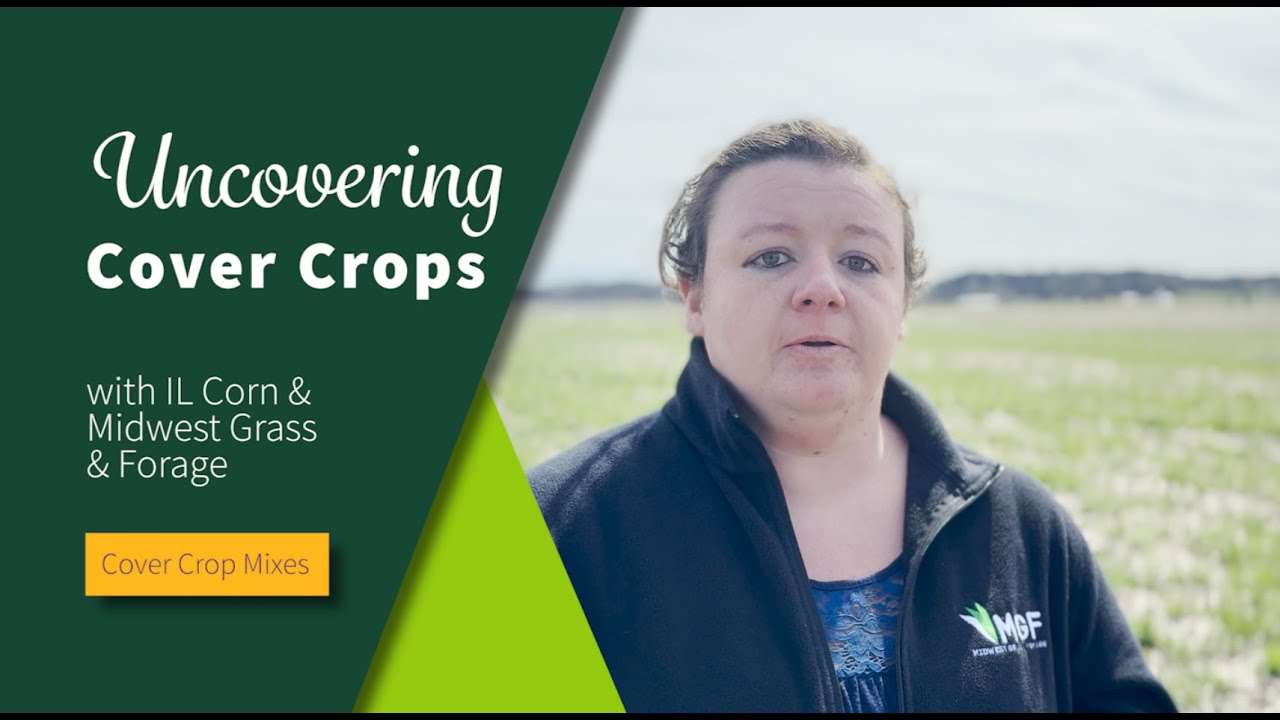 Uncovering Cover Crops: A Mix of Annual Rye, Clover and Radishes - YouTube
