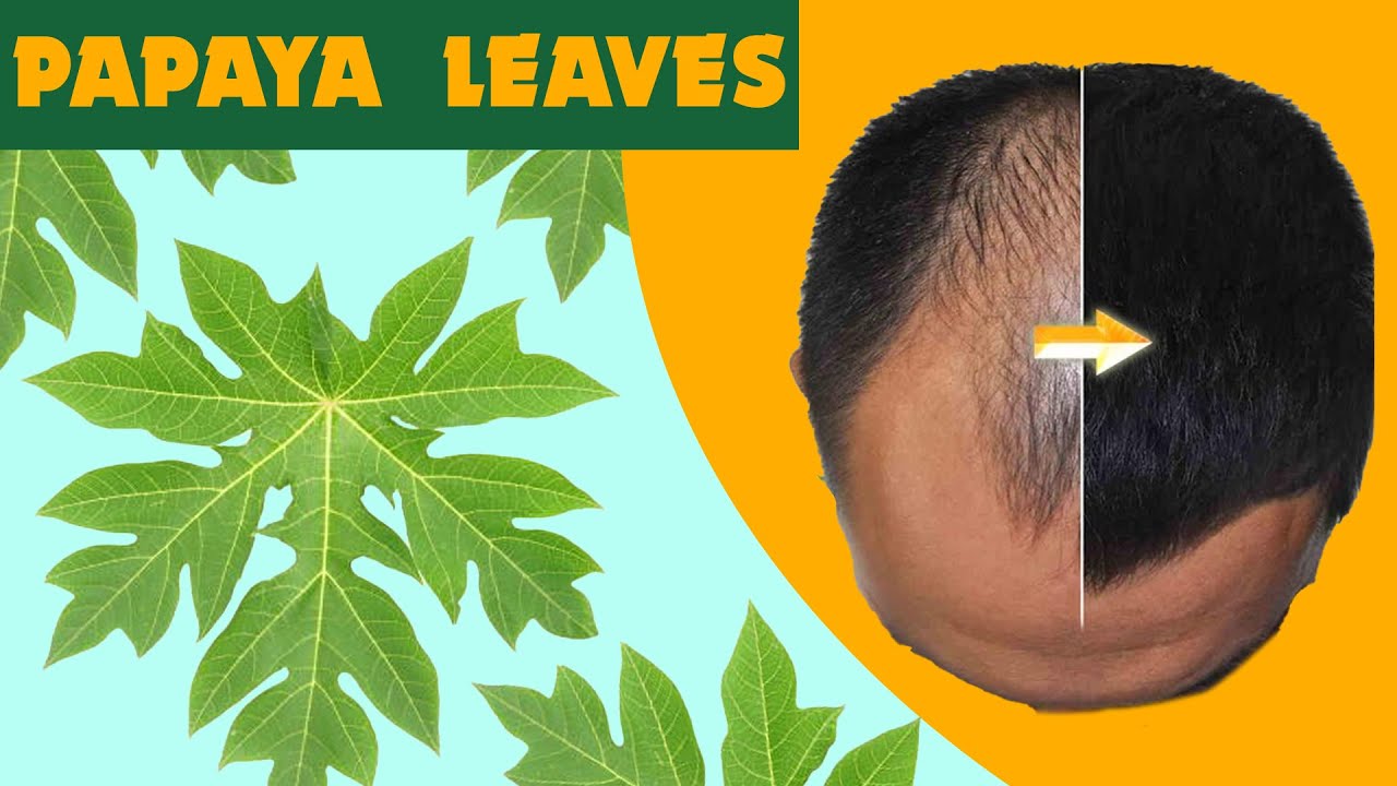 22 Incredible Health Benefits Of Papaya Leaves || Scientifically Proven ...