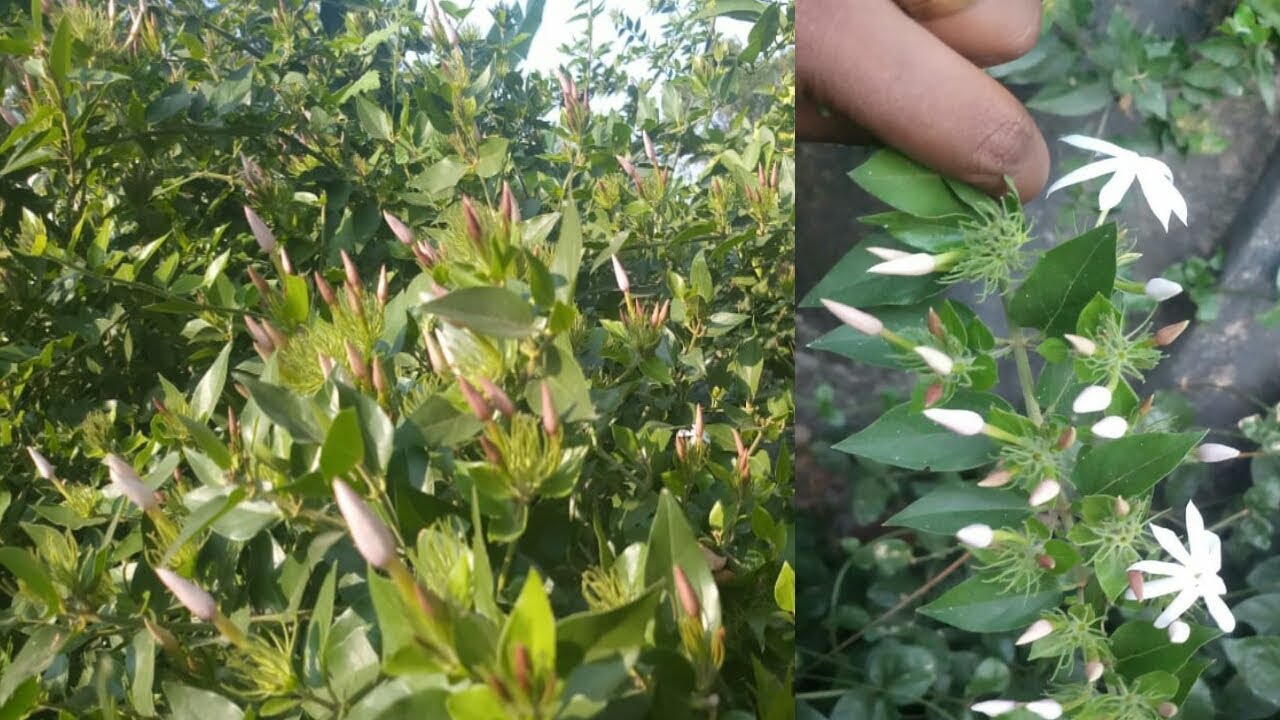 Wild Jasmine Plant care - YouTube