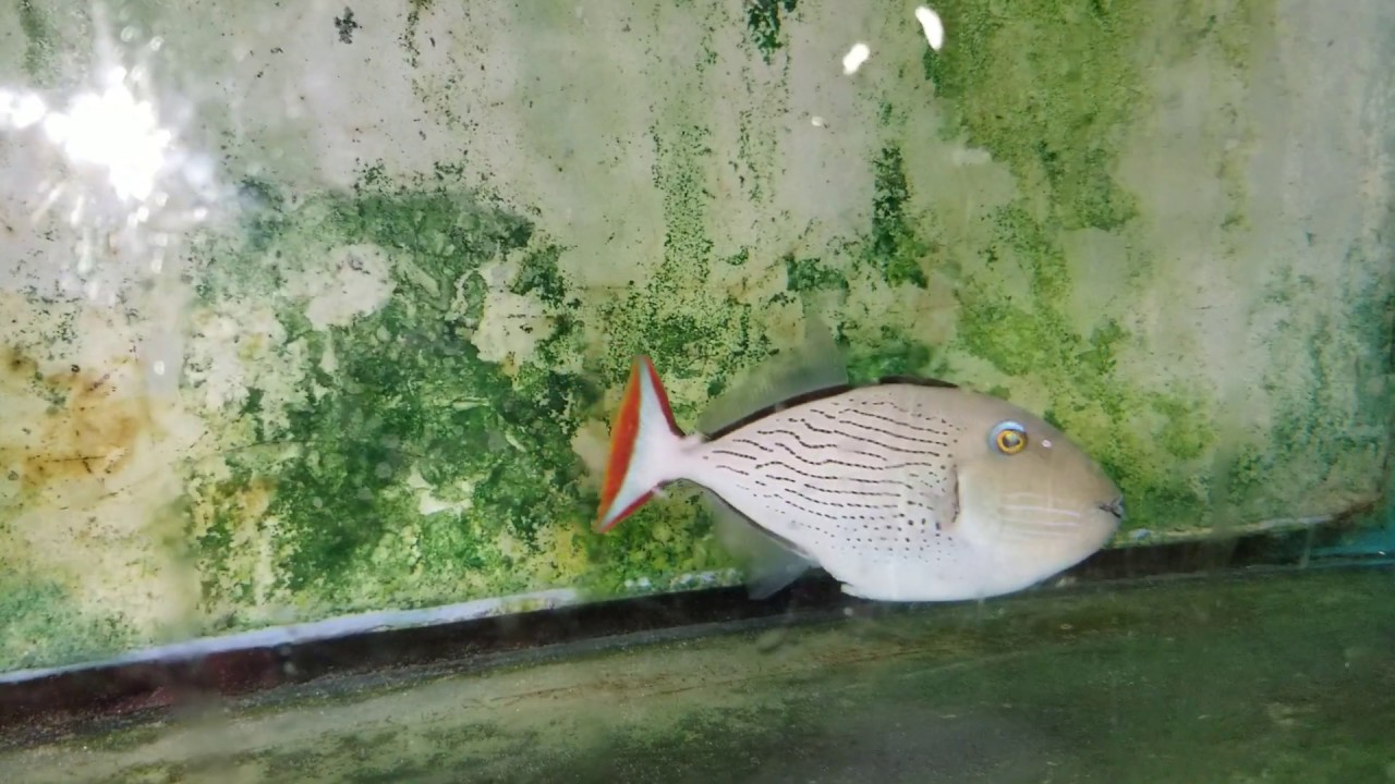 Line Spot Trigger $1099 - Maldives - YouTube