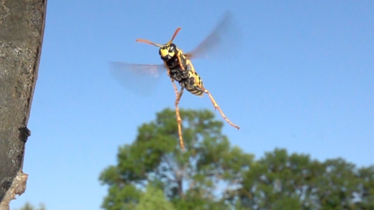 Paper wasps in flight. Feldwespen im Flug - YouTube