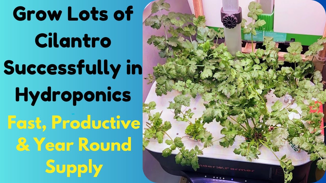 Grow lots of Cilantro successfully, Spider Farmer Hydroponics Growing ...