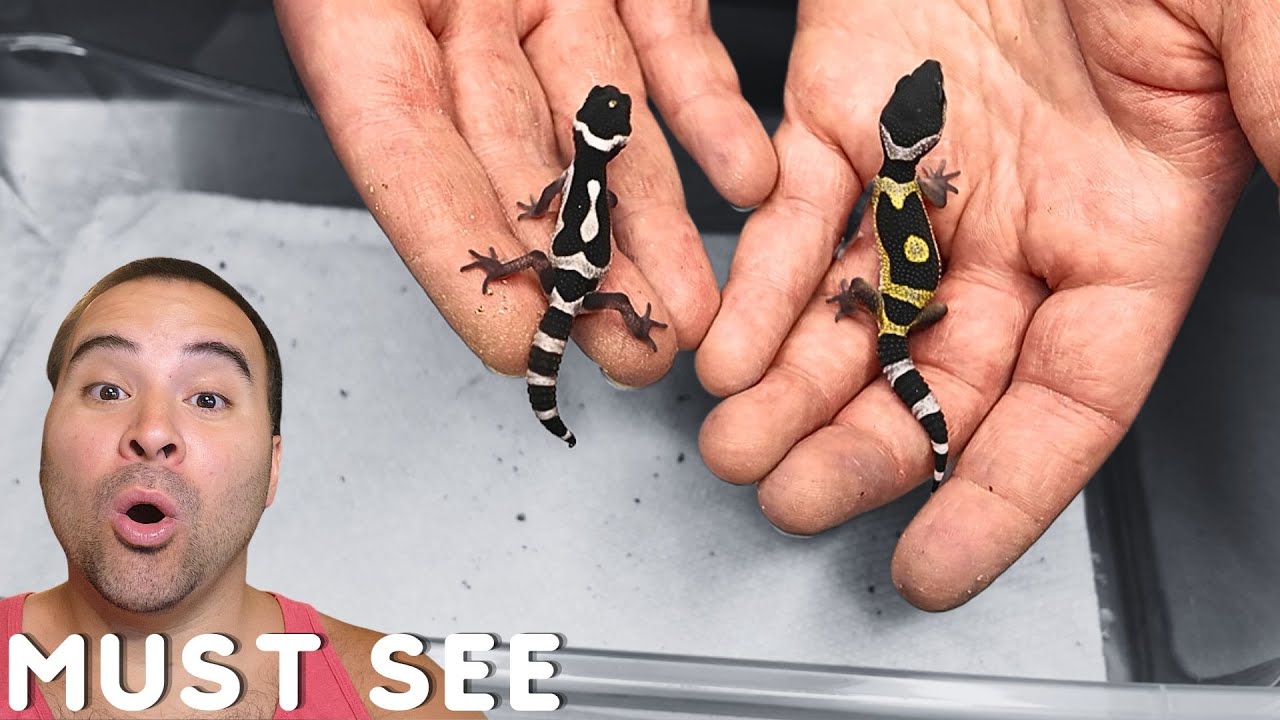 LEOPARD GECKOS - color change | giants | evolution | projects | gender & MORE! - YouTube