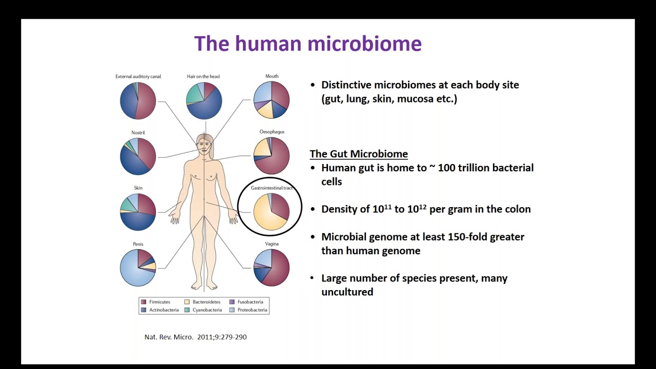 Are you what you eat? Diet and the intestinal microbiome Featuring Dr ...