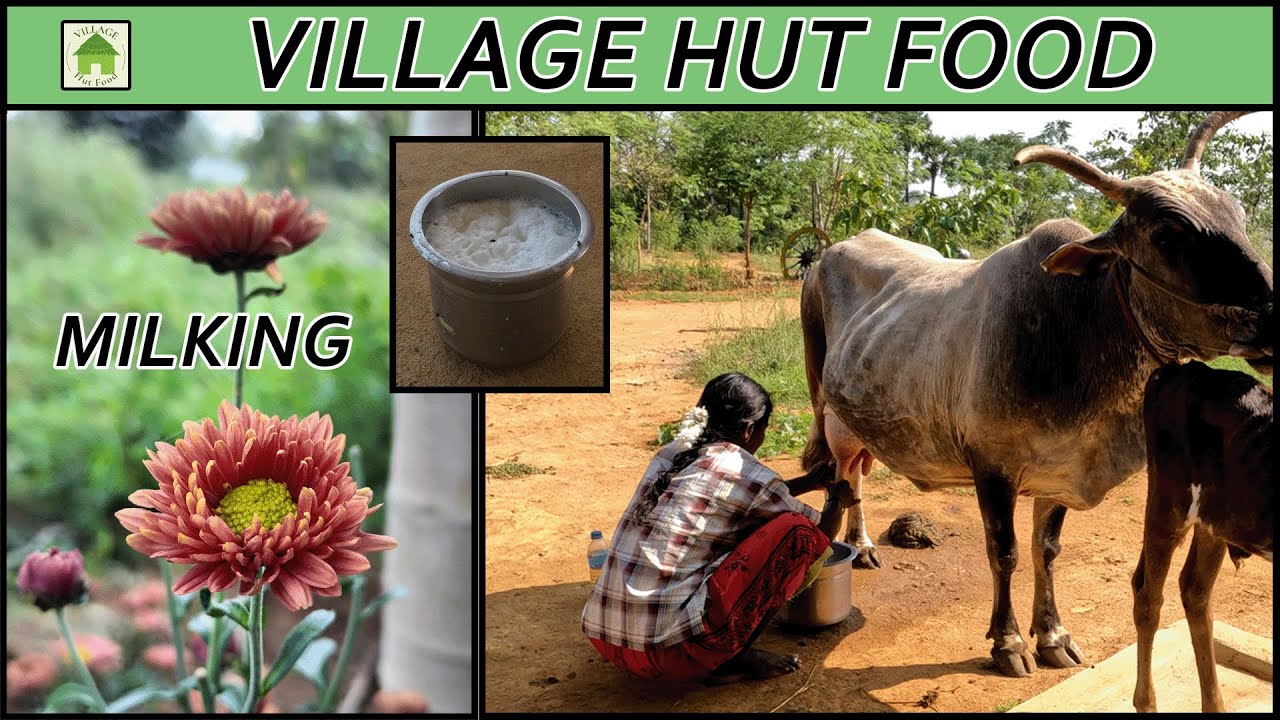 Traditional way || Cow Milking || Village || Desi Milking || Village ...