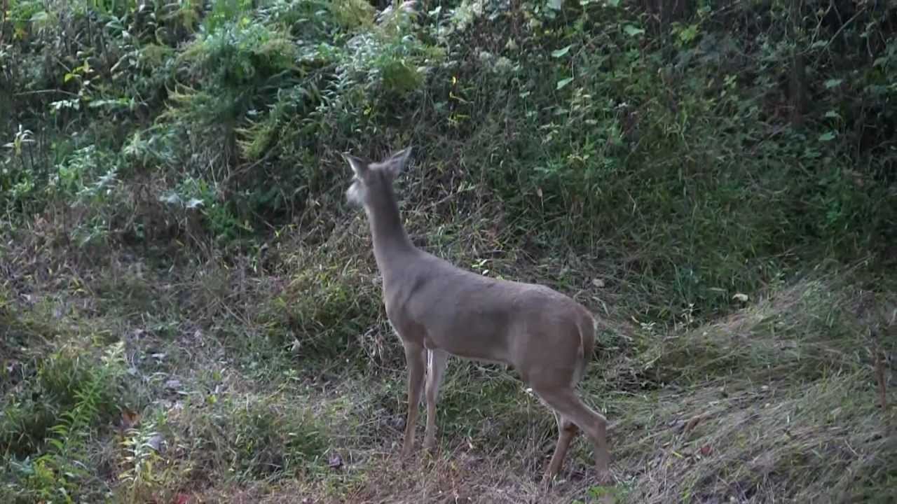 Pa Spooked Deer Crossbow Hunting - YouTube