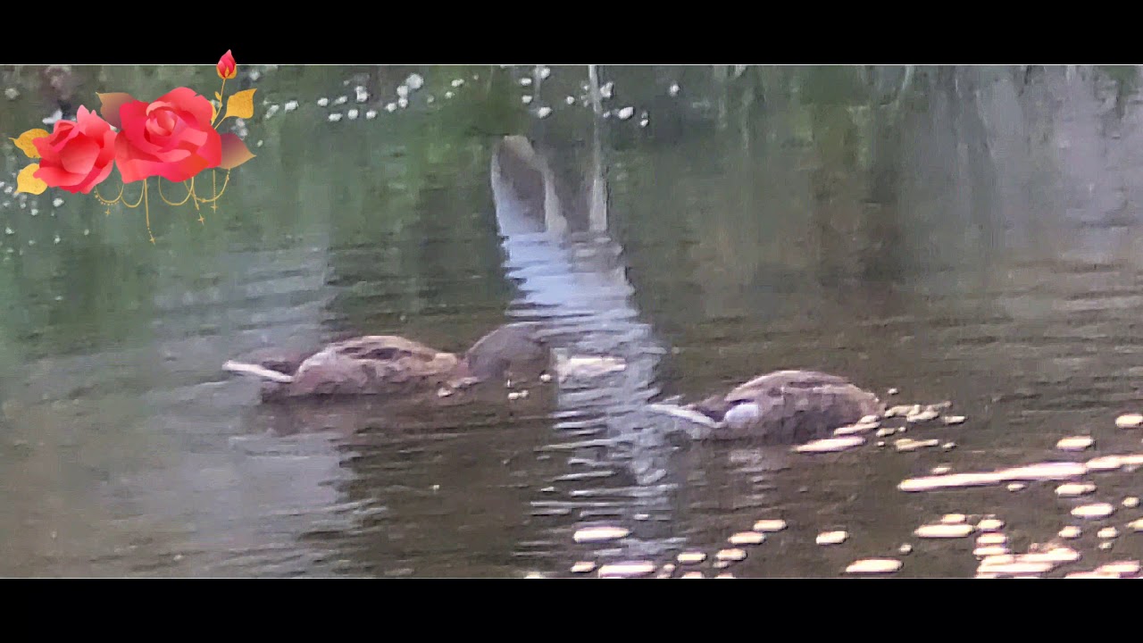 White heron eats ducklings & small fish - YouTube