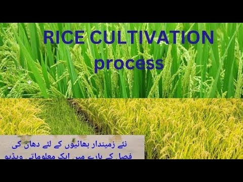 rice cultivation process step by step|zamindar Kai liya azmoda tips ...