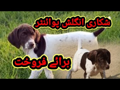 Shikari English Pointer Dog For Sale In Pakistan | Hunting Dog Pakistan ...
