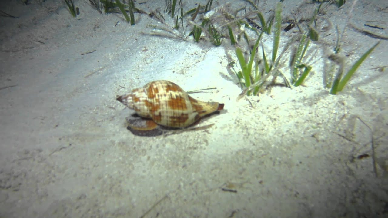 Strombus luhuanus Sea Snail Smuggler's Wreck Bahamas - YouTube