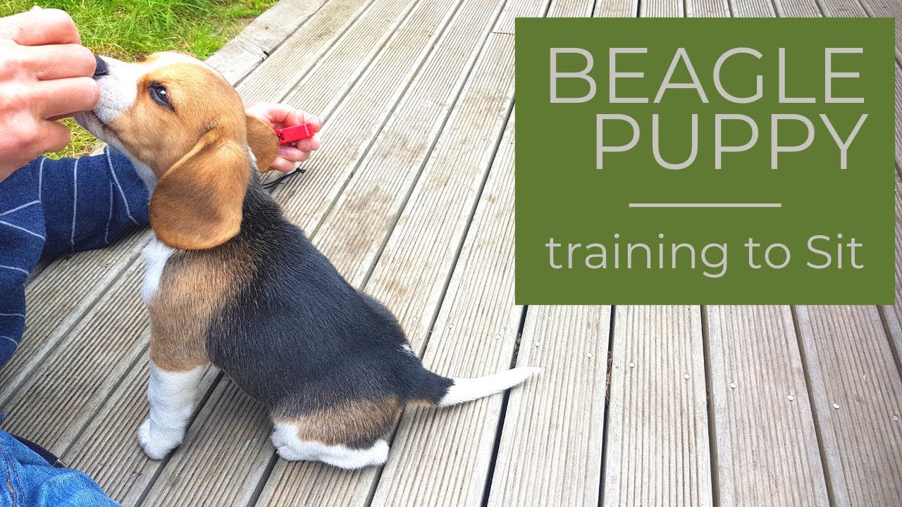 Beagle Puppy Training to Sit - YouTube
