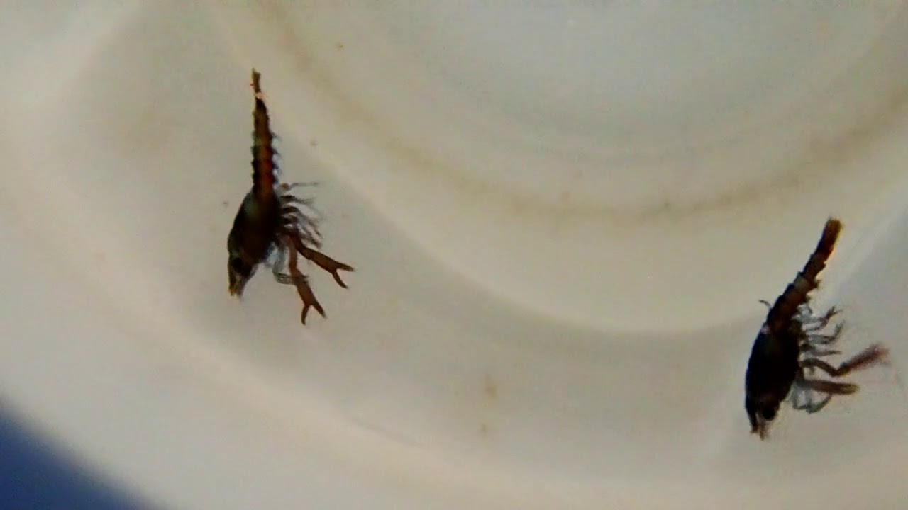 Lobster Larvae Spring 2019 - YouTube