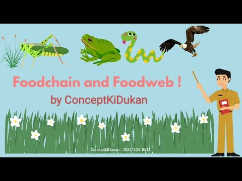 Food Chain and Food web. - YouTube