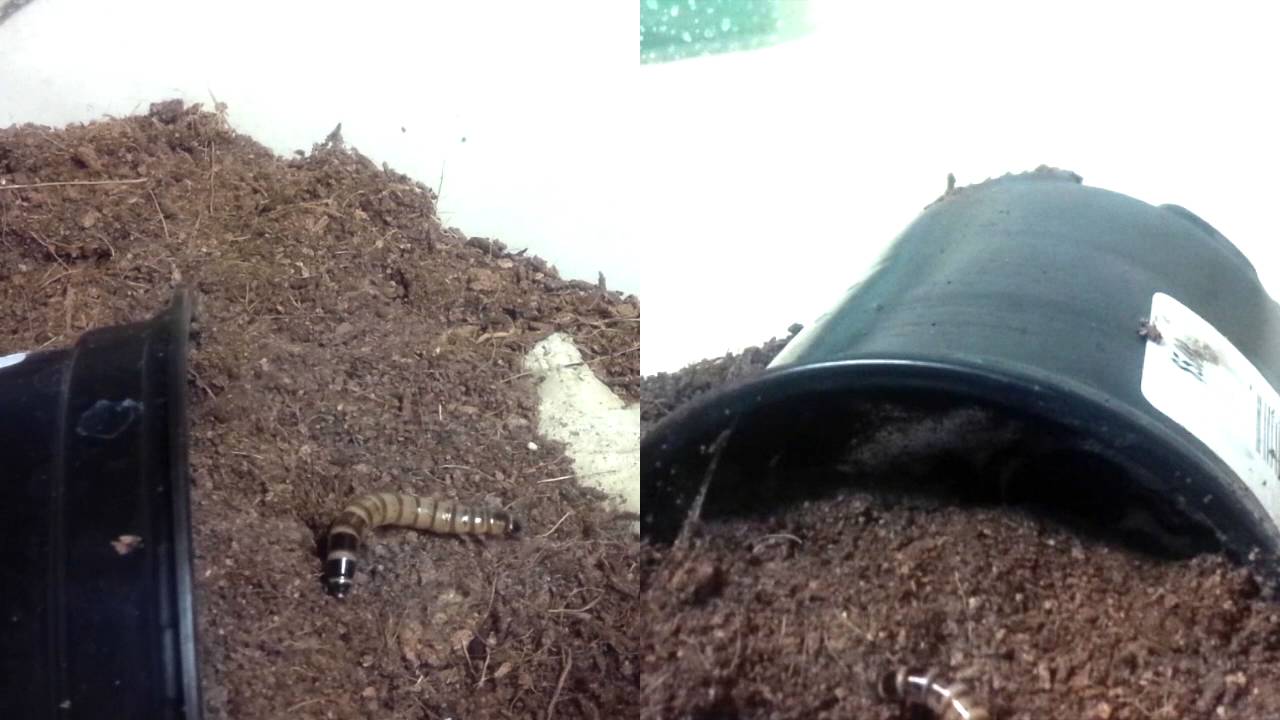 Tarantula Feeding : Brackypelma verdezi - YouTube