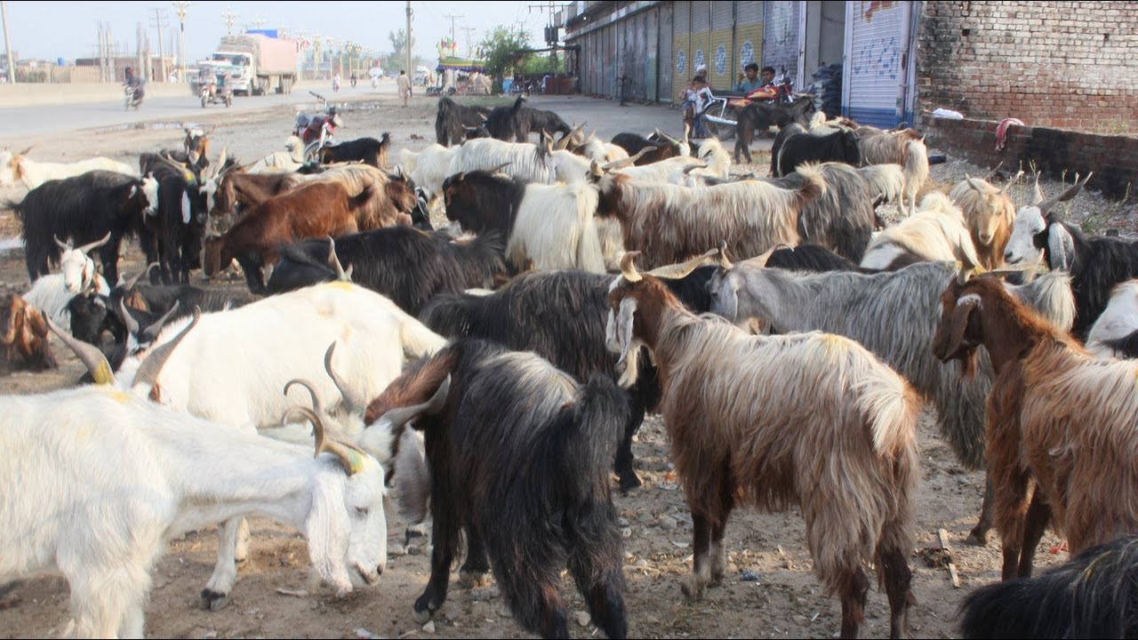 Pahari Bakra in Gujranwala mandi | 2022 Bakra Eid Kay Liya Janwar Mandi ...