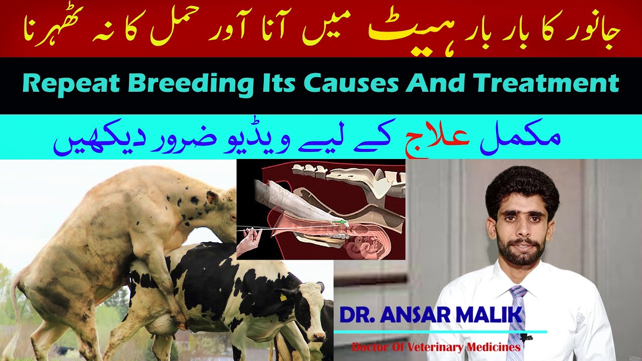 Repeat Breeding in Cattle , Causes And Full Treatment | Dr Ansar Malik ...
